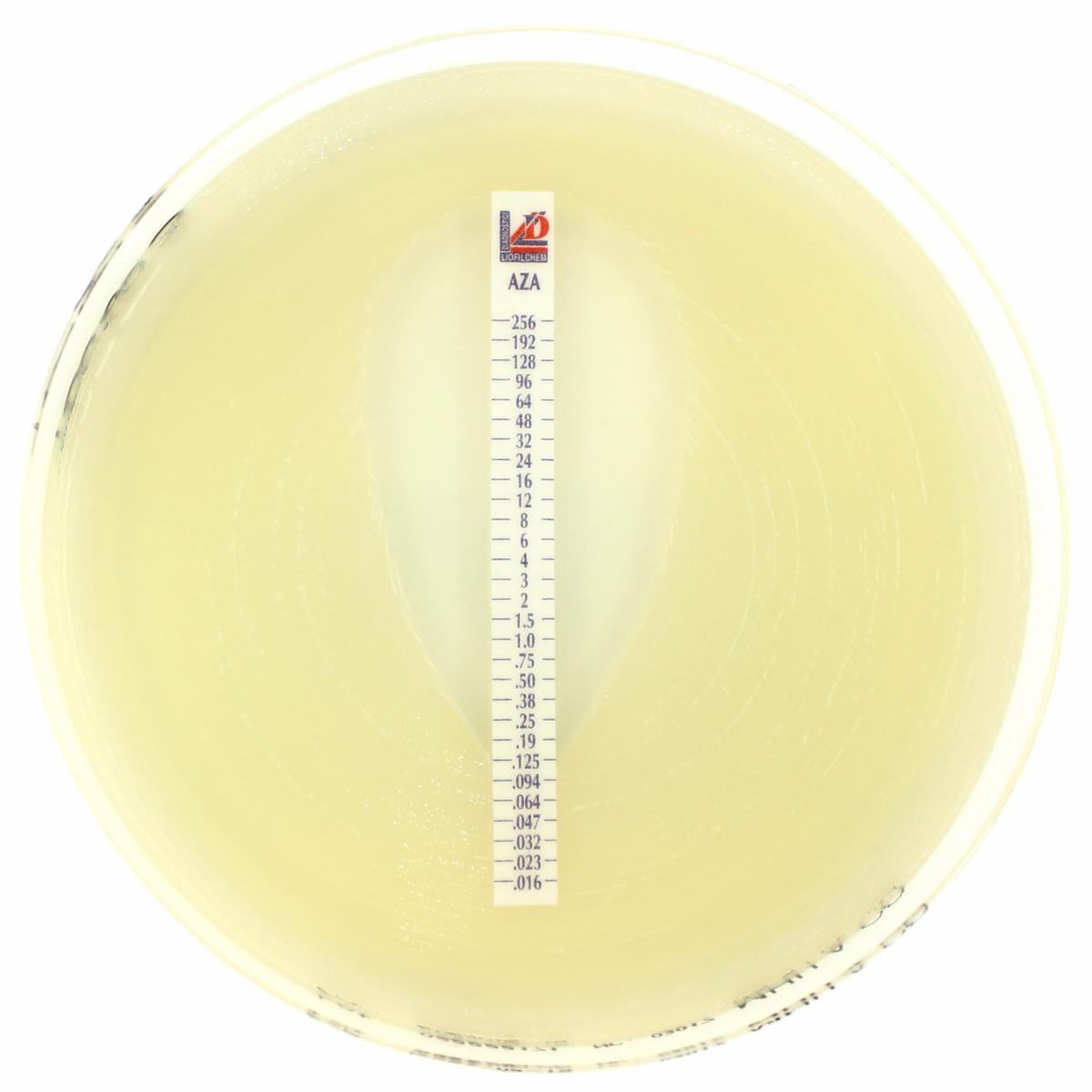 Aztreonam avibactam MTS EWC Diagnostics