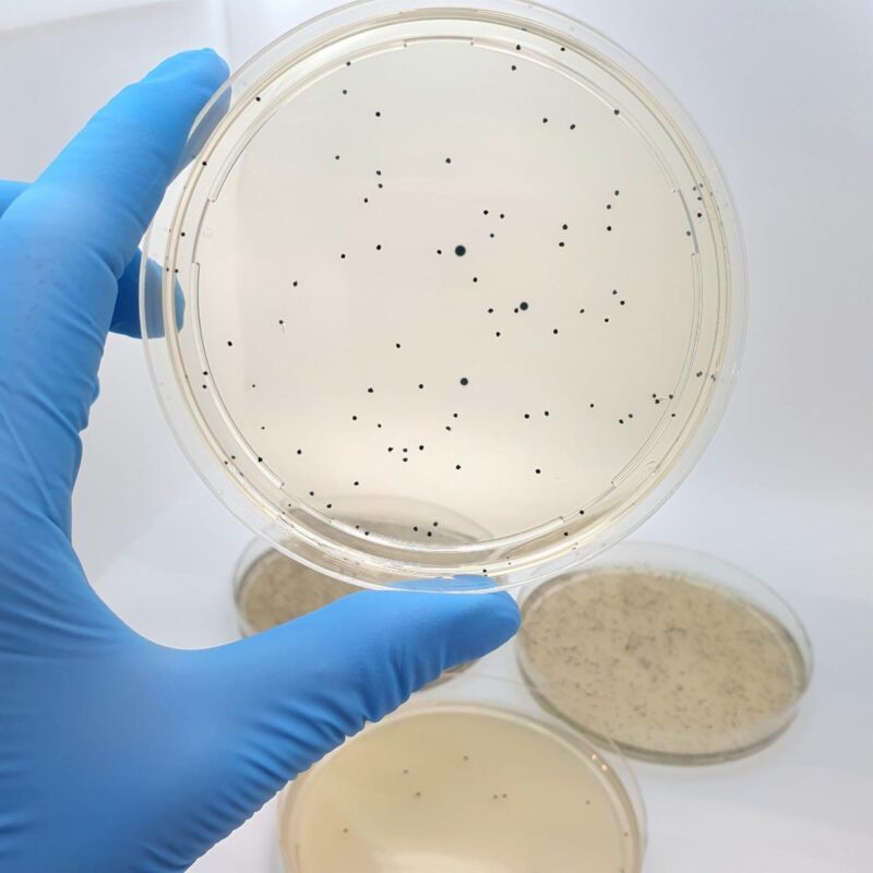 Iron Sulphite Agar - EWC Diagnostics